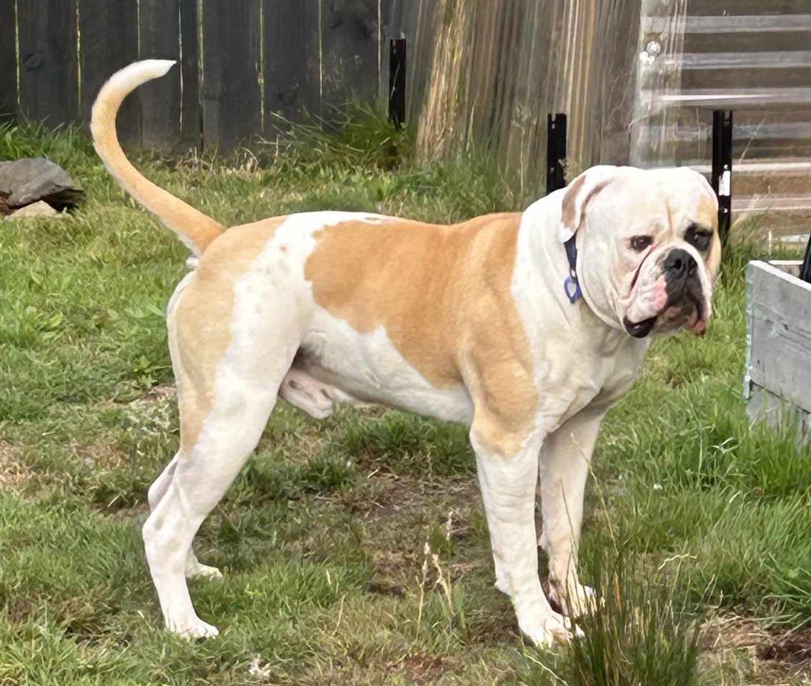 The True American Bulldog Original Club of Australia