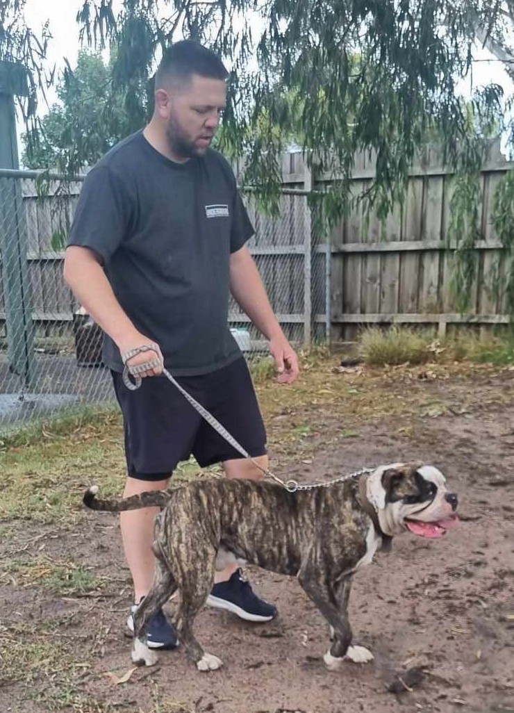 The True American Bulldog Original Club of Australia