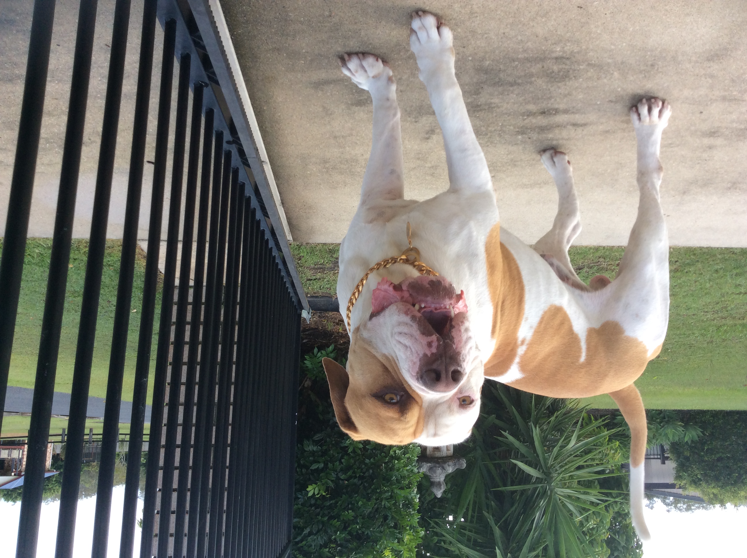 The True American Bulldog Original Club of Australia