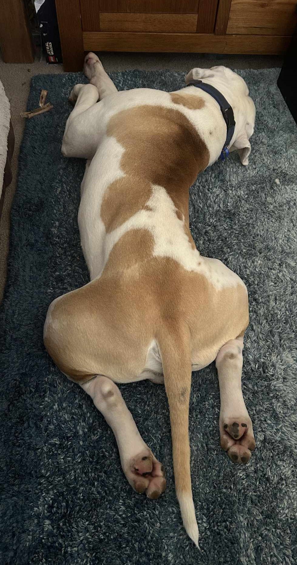 The True American Bulldog Original Club of Australia