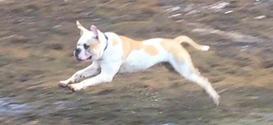 The True American Bulldog Original Club of Australia