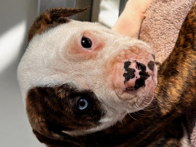 The True American Bulldog Original Club of Australia