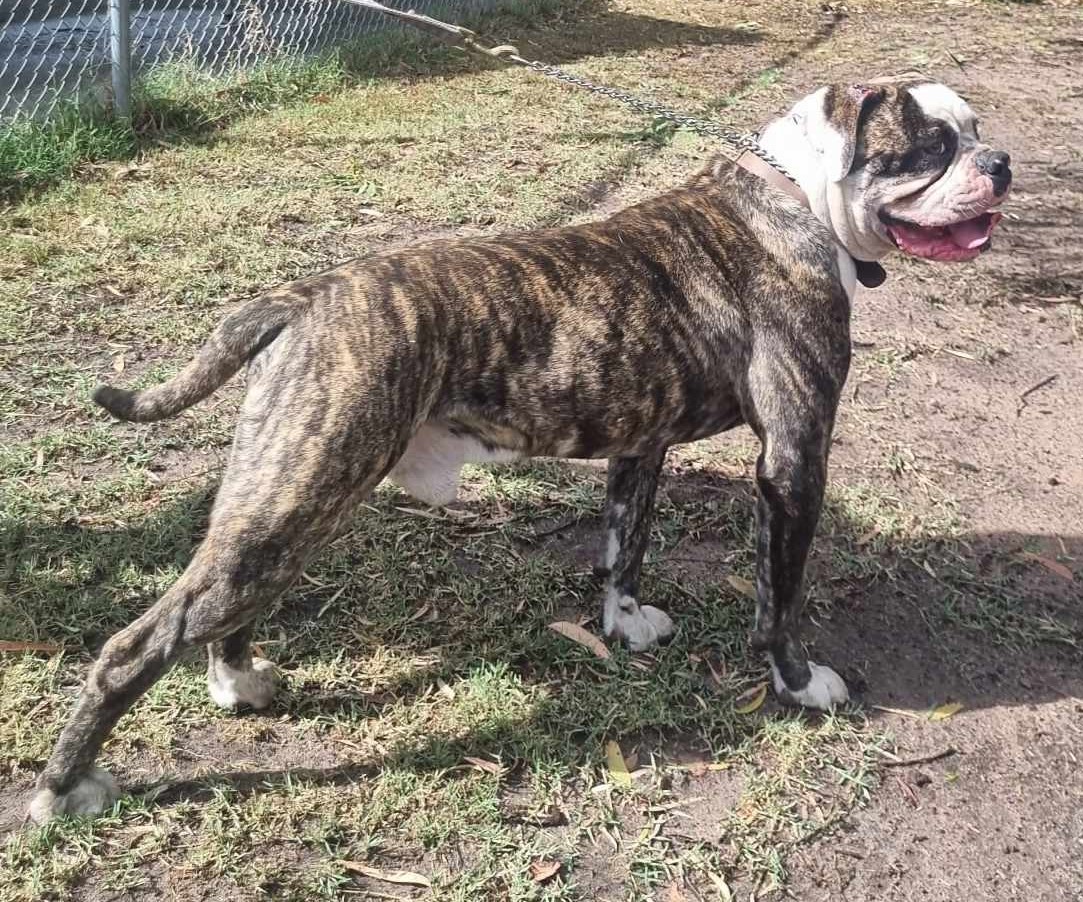 The True American Bulldog Original Club of Australia